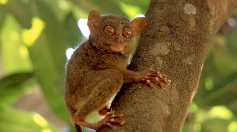 Fauna | Visit Philippines by Travelindex